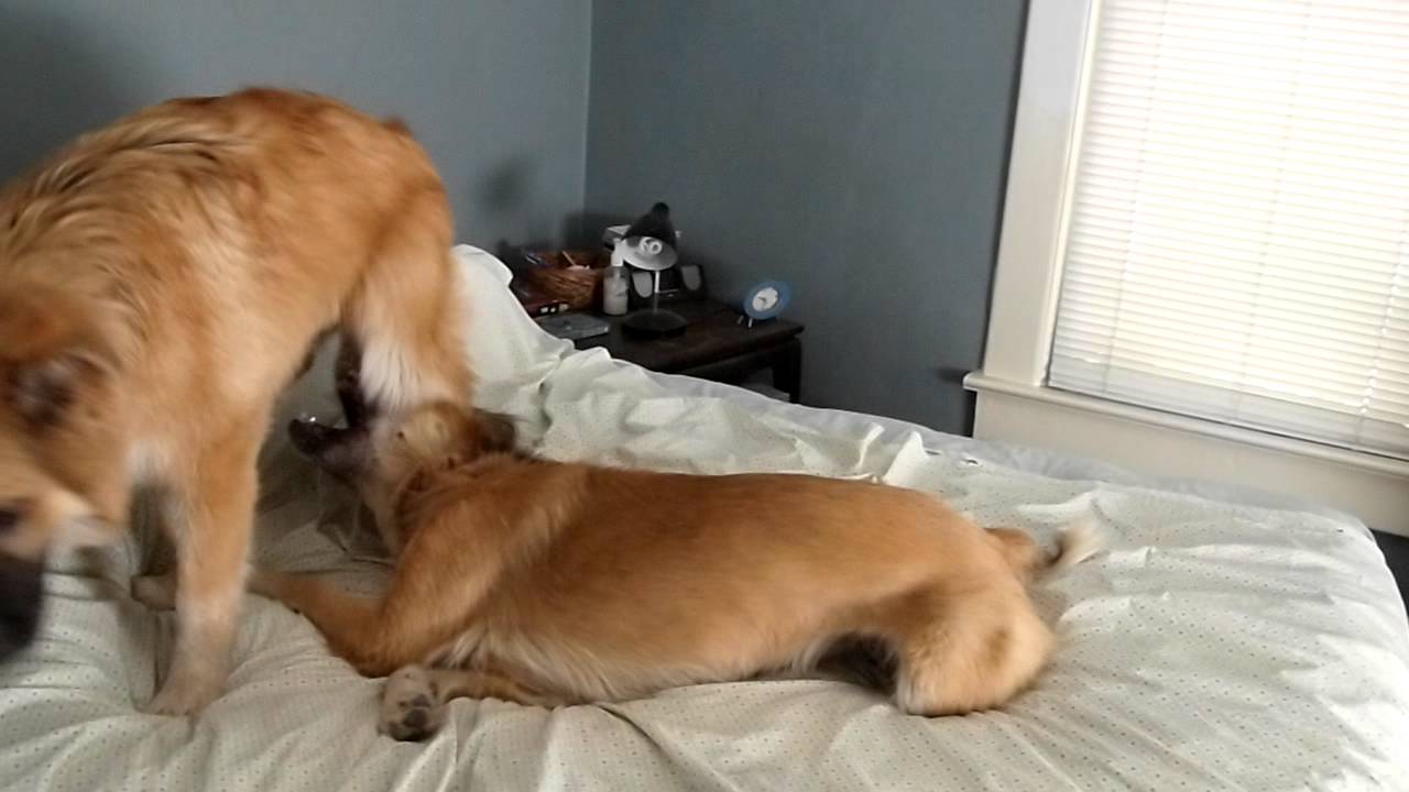 Two blondes playing on my bed...