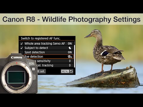 Canon R8: Wildlife & landscape photography settings (5803C003)