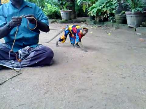 Amazing Monkey Performance | :::::Expedition for the being of Heart ...