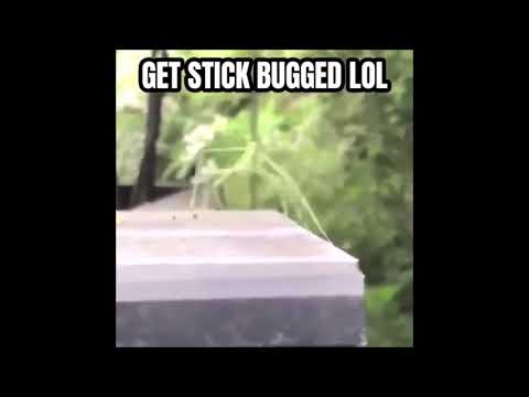 Steam Community :: Video :: Get Stick Bugged