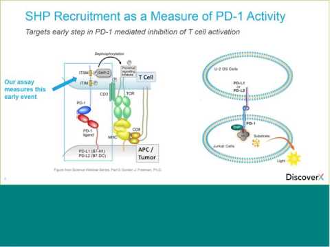Target to Phenotype: Tools to Accelerate Your Immuno-Oncology Drug Pipeline