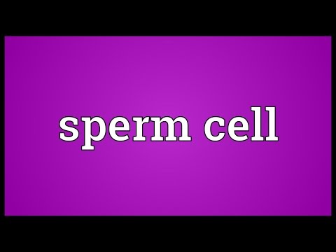Sperm cell Meaning