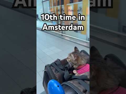 Cool cat strolling through the airport! #catshorts