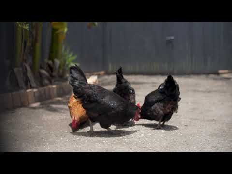 9 raintree drive tewantin 1080p