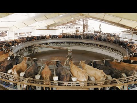 Milking Parlors on Washington Dairy Farms