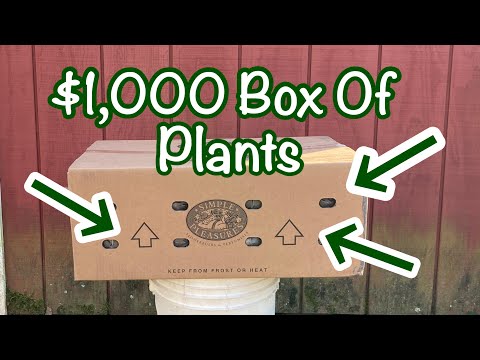 Spending $1,000 on 1 small box of wholesale plants // Expensive hostas // Invest in plants