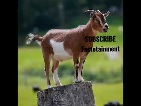 बकरे को ENGLISH में क्या कहते हैं? #FACTS #shorts #youtubeshorts #science #malegoat #billy #ytshorts