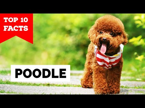 Poodle - Top 10 Facts
