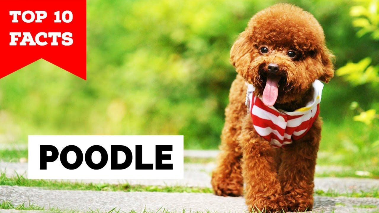 Poodle - Top 10 Facts