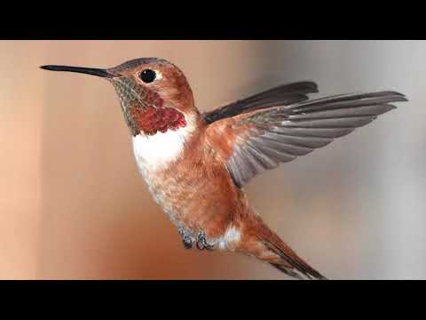 Rufous Hummingbird Bird Sound Video: Bird Songs Western North America- Hummingbird Nature Sounds