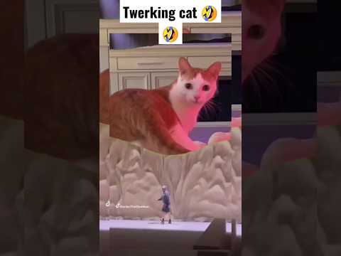 Twerking cat π€£π€£ video credit to stanleythestanman_