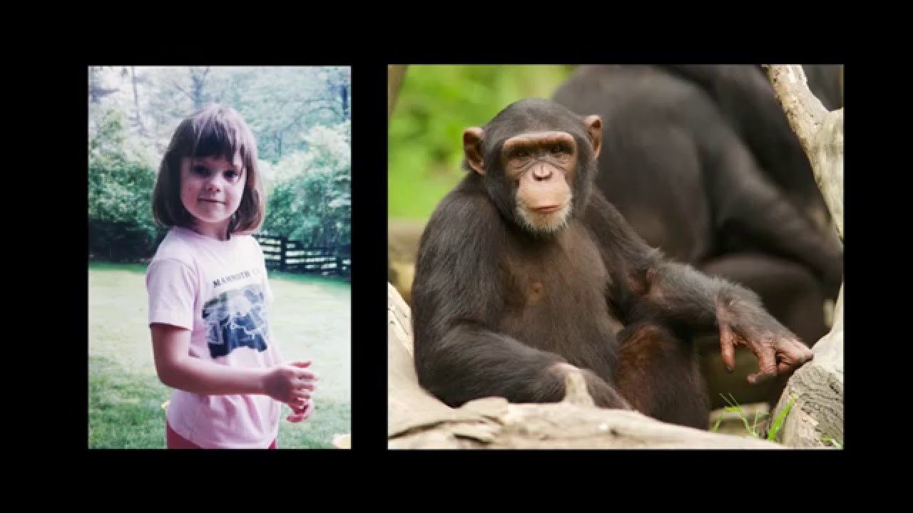 Teaching the Chimpanzee 12: Captivity