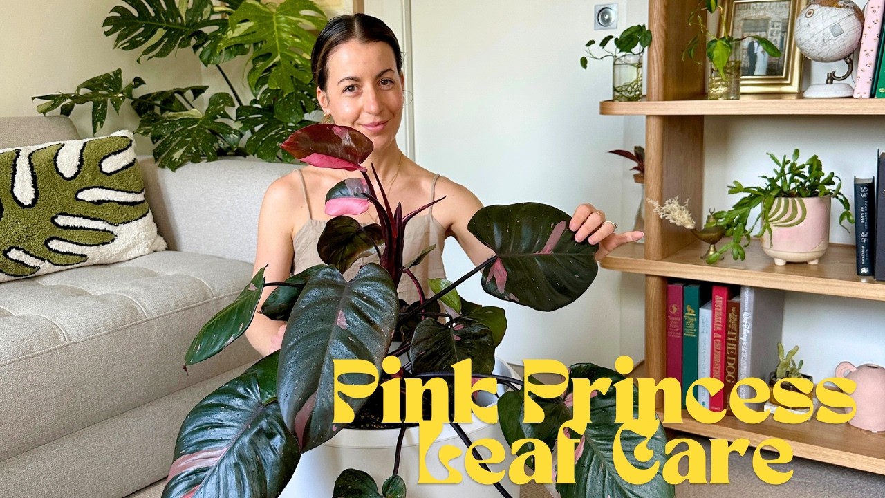 Philodendron Pink Princess Care | Plant Shower & Leaf Shine | Neem Oil Use Philodendron Erubescens