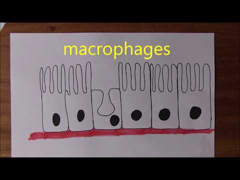 Respiratory System 10, Cilia and airway protection