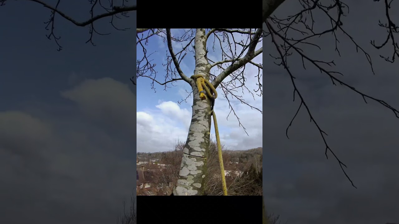 Tree removal POV | Filmed on Meta glasses 🎥 #treesurgery #treeremoval #POV #metaglasses  #short