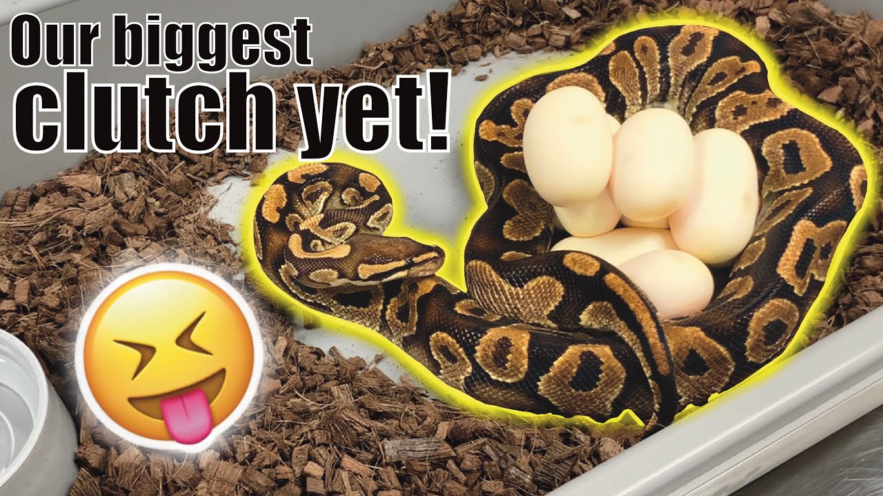 Our biggest ball python clutch yet!