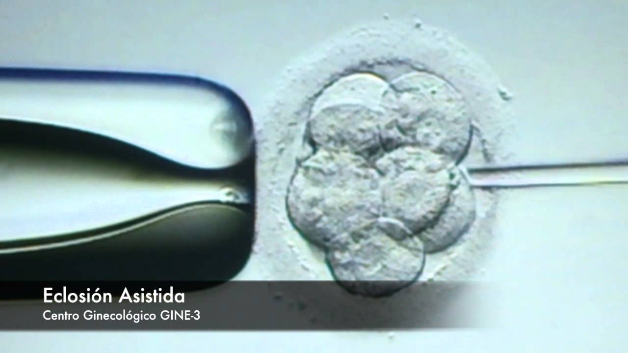 Eclosión Asistida - GINE 3