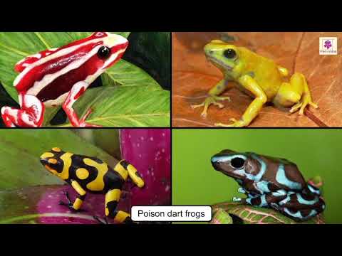 Animal Adaptations | Science for Kids | Grade 5 | Periwinkle