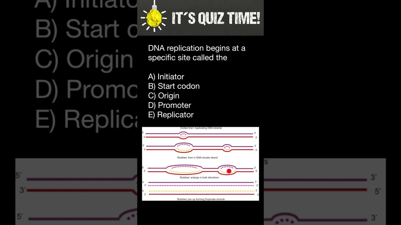 DNA replication quiz