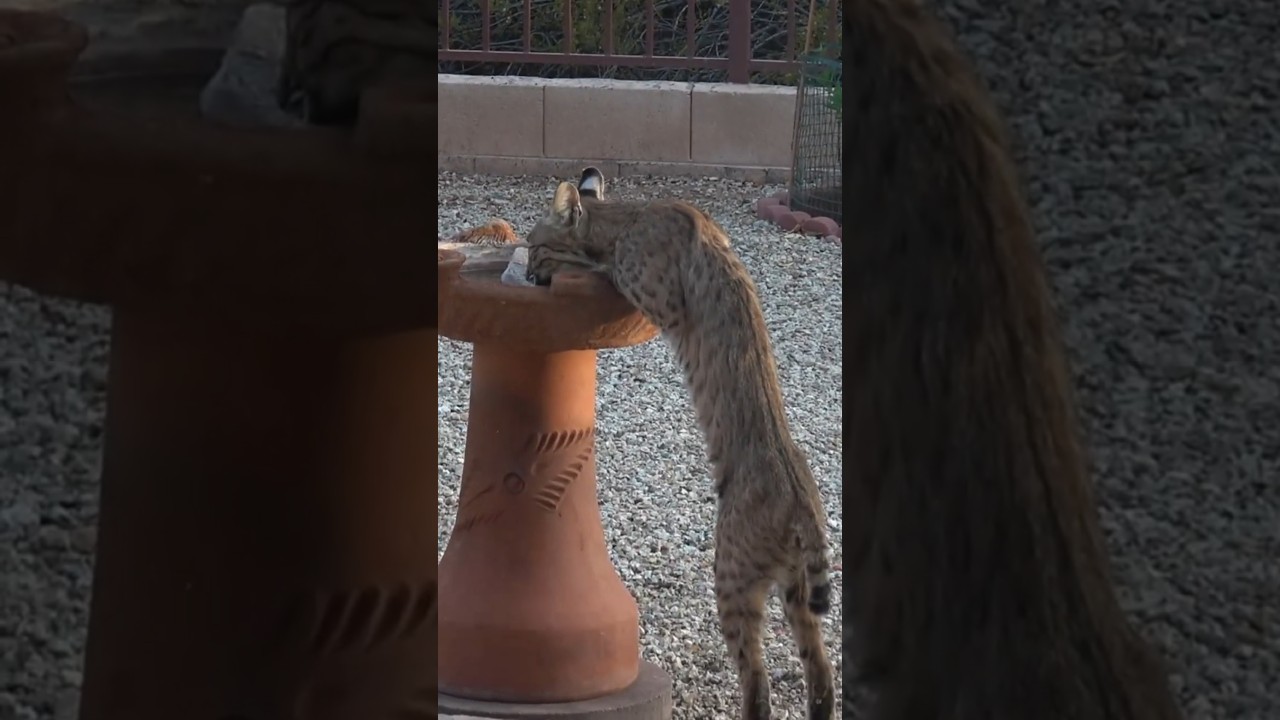 Starving Bobcat Drinking from our Birdbath! #shorts #wildlife