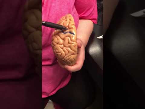 Fissures & Gyrus of Brain