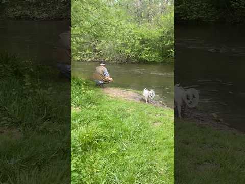 Dad and the dog fishing trout #fishing #outdoors #troutfishing #troutfishing #trout #gonefishing