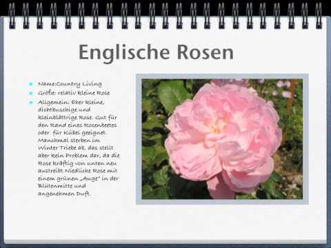 Rosen Rosen Rosen