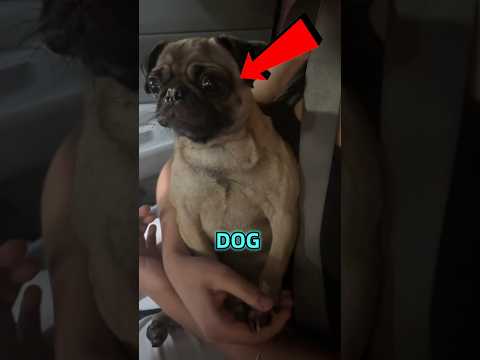 The dog is crying because of Starbucks credits to @geemariee__ on tt #shorts #viral #dogs #Starbucks