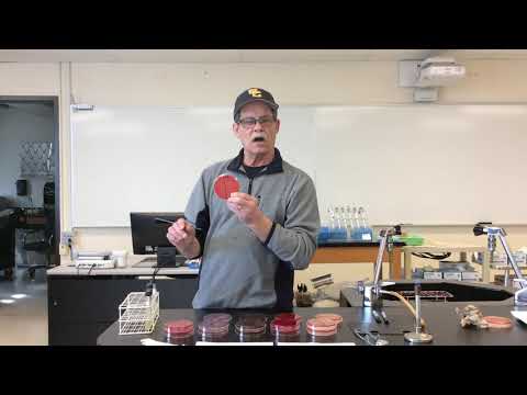 BIO 206 Lab 8 Selective and Differential Media
