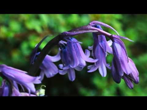 25PK Bluebell Bulbs