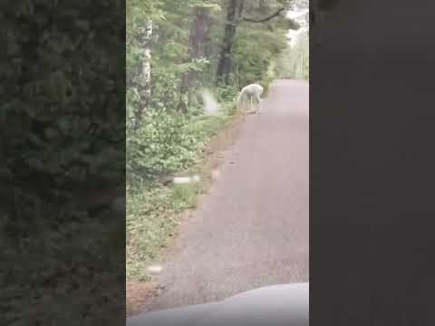 Albino deer!