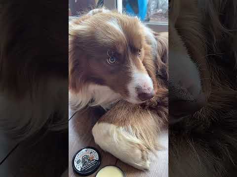 Soothe dry paws with our perfect nose & paw balm #dog #doglove