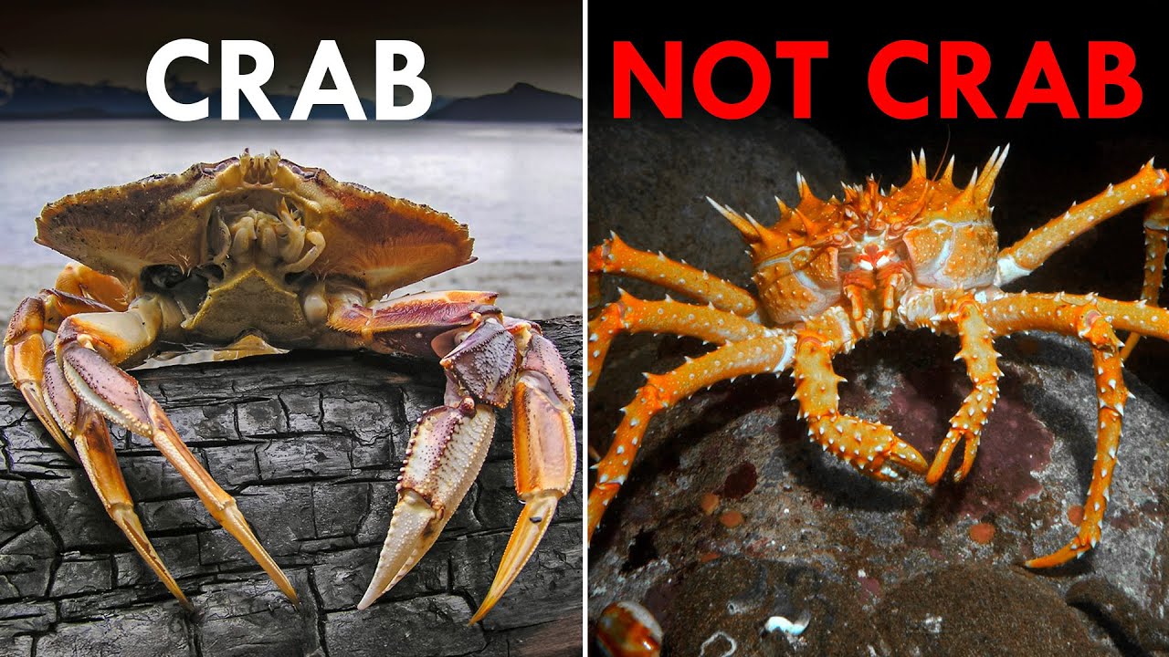 Crabs Are Not What You Think