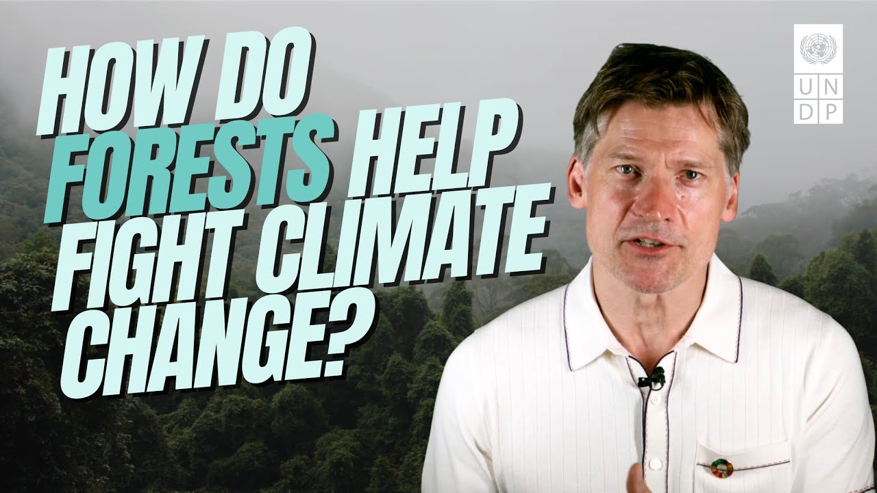 How do forests help fight climate change? - Climate Action Explained