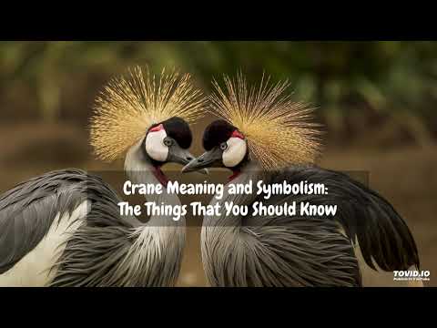 Crane Meaning and Symbolism: The Things That You Should Know