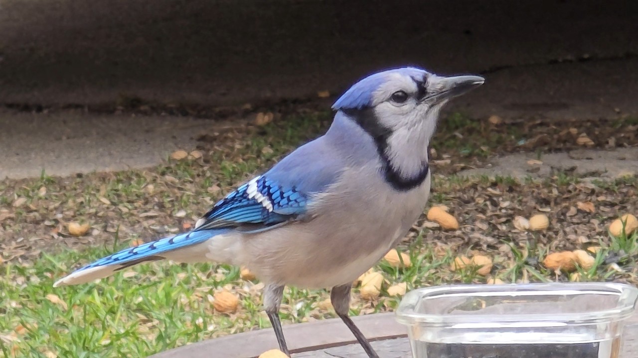 SquirreloVision!  Started late, turnout not great. Blue jay the best attendee.