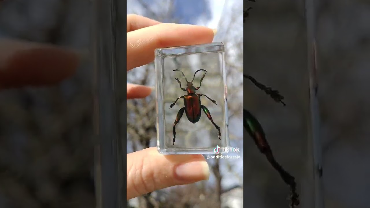 So much resin. We restocked some of your favorites, as well as picked up a few new specimens.