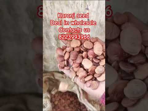 Pongamia Seed - Wholesale Price & Mandi Rate for Karanja Seeds