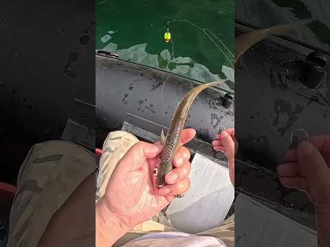 🎣 Kanama Smart Bait - Revive dead bait fish.