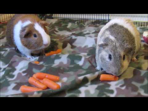 Meet our Guinea Pigs | LearnCreateLove