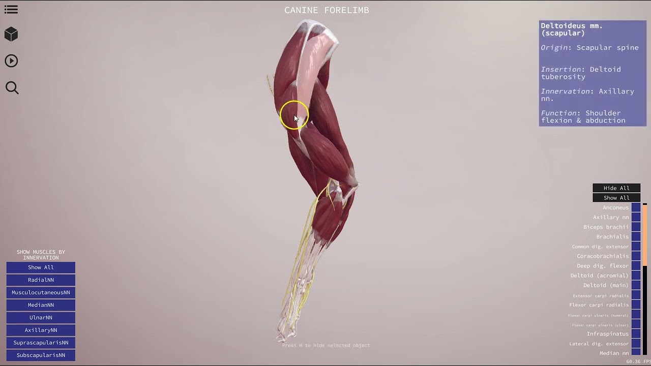 Canine forelimb muscles preview - 3D Veterinary Anatomy