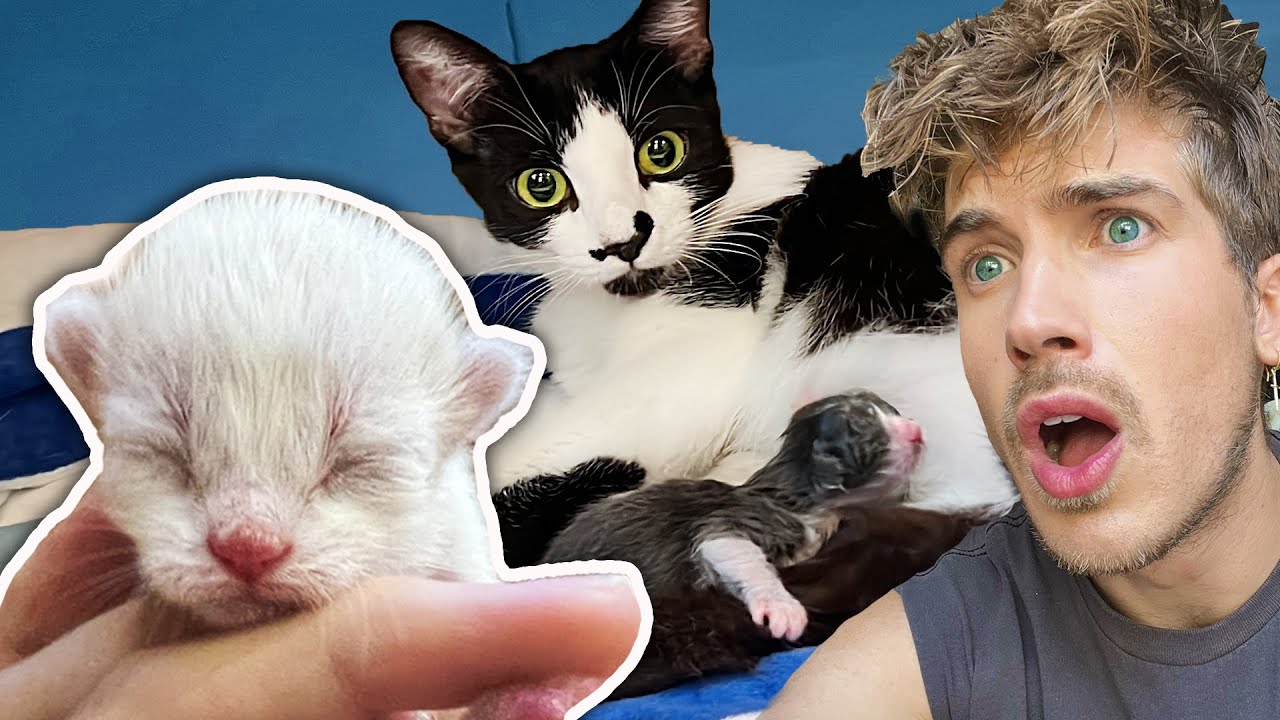 I Rescued a Pregnant Cat & She Gave Birth to Kittens