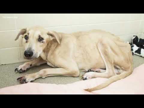 Phoenix dog recovering after possible neglect at rescue