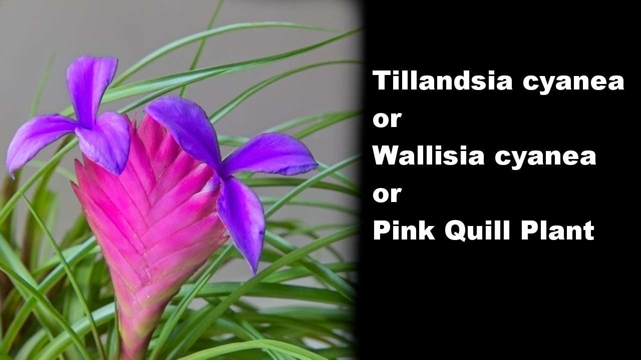 Tillandsia cyanea