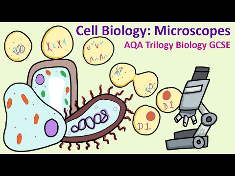 GCSE Science Biology AQA 9-1 : Microscopy