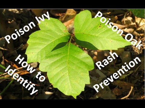 How to identify Poison Ivy and Poison Oak and Rash Prevention  | Useful Knowledge