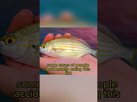 Recreational Drugs of The Ancients | Sarpa Salpa | Strange facts you never knew #shorts