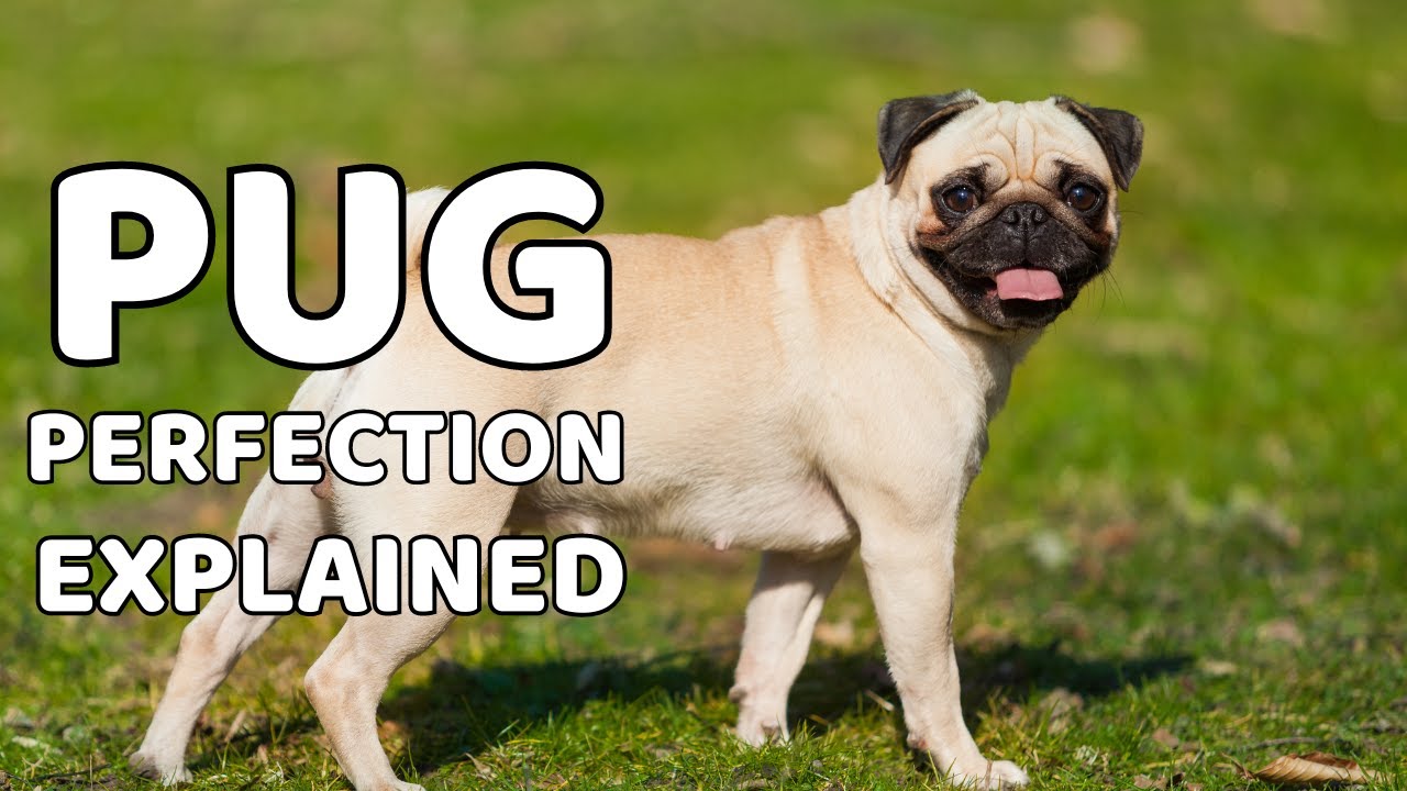 Understanding Pug Breeds: A Comprehensive Guide | Pet Adventure TV