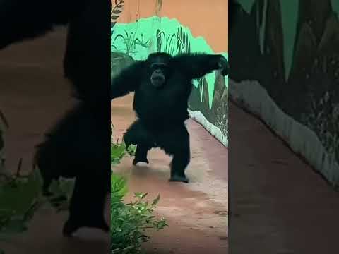 The twerking gorilla π¦ π€ͺ