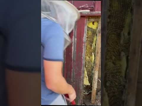 Beehive In A Barn-Uncovering The Comb